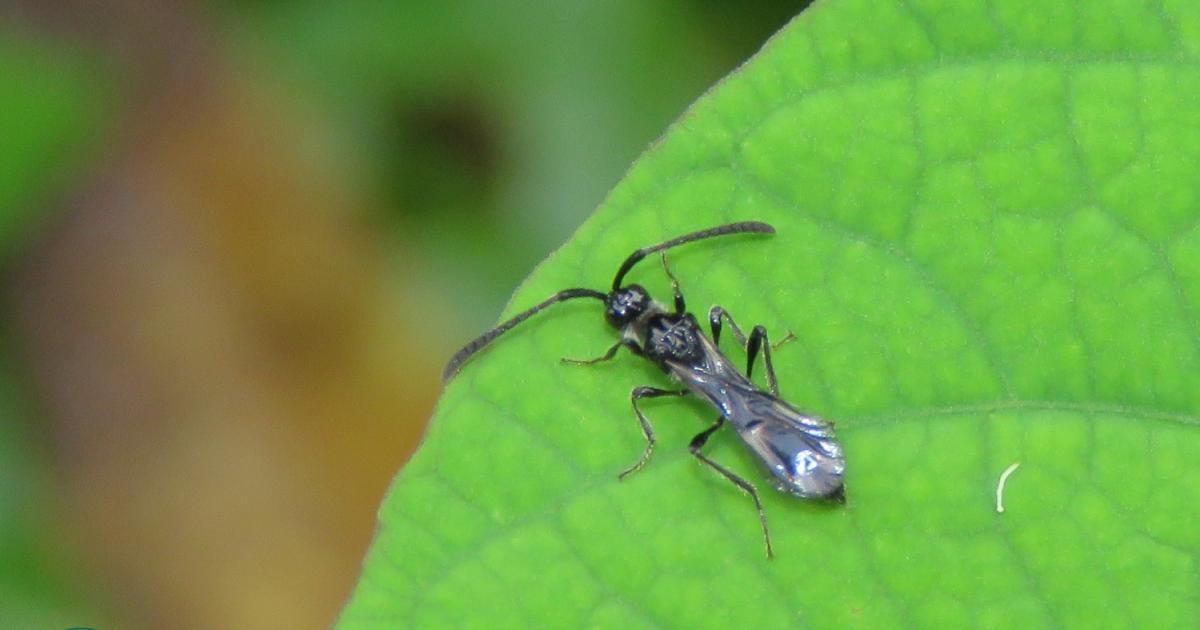 Diapriidae #178419 - Biofaces - Bring Nature Closer