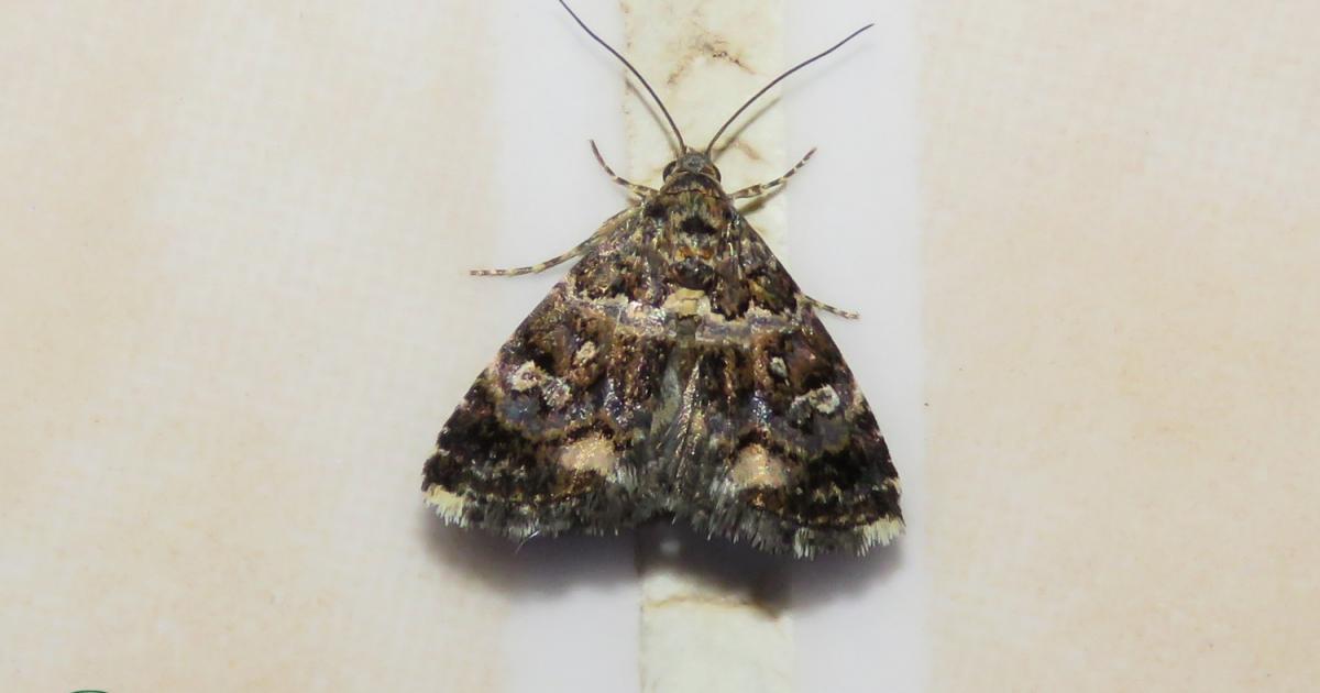 Eublemma #178421 - Biofaces - Bring Nature Closer