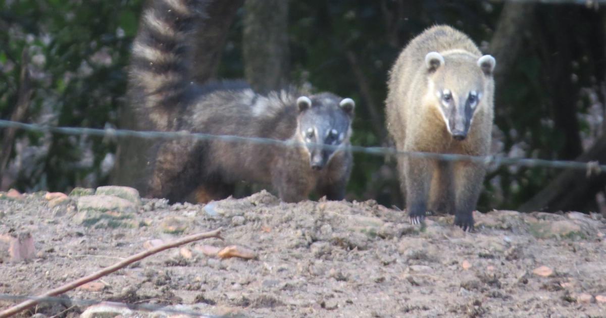 Quatis #178443 - Biofaces - Bring Nature Closer