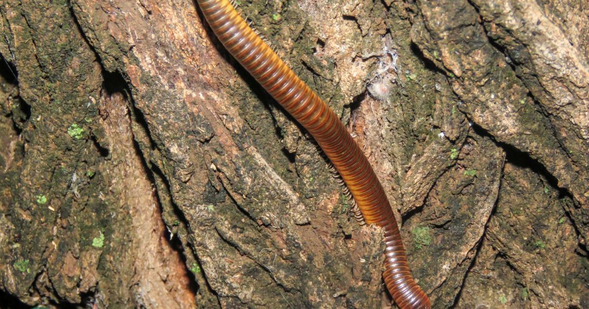 Diplopoda #178615 - Biofaces - Bring Nature Closer