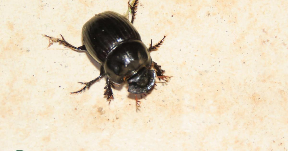 Copris #178648 - Biofaces - Bring Nature Closer