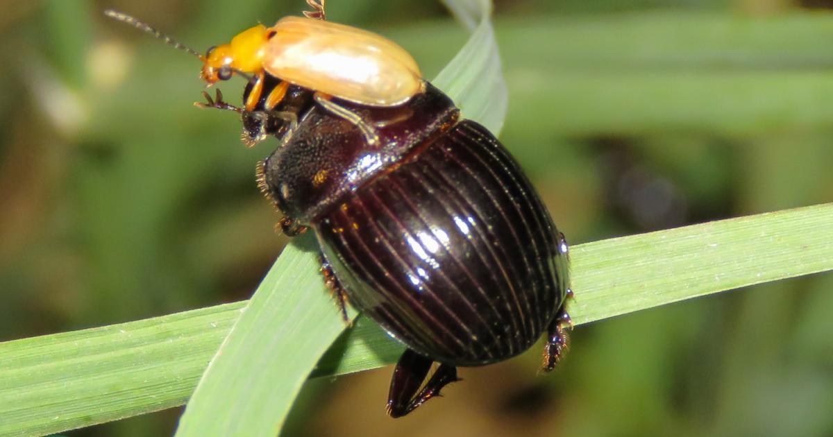 Alticini #178655 - Biofaces - Bring Nature Closer