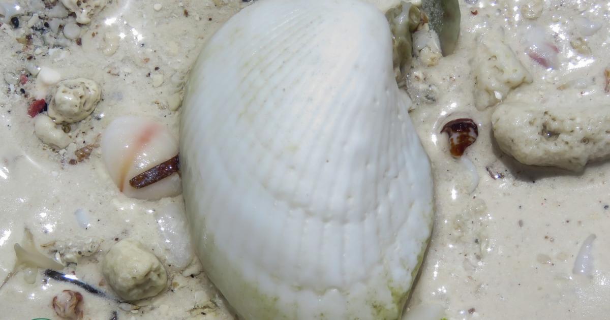 Anadara #178683 - Biofaces - Bring Nature Closer