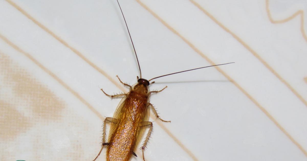 Blattodea #178872 - Biofaces - Bring Nature Closer