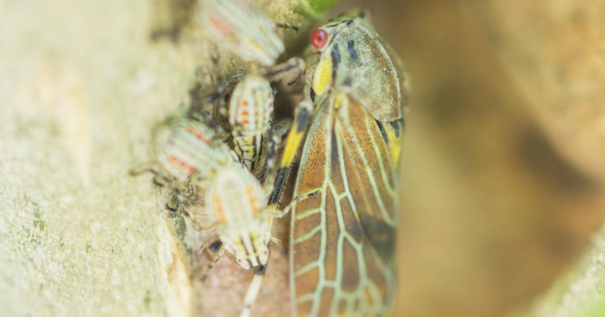 Aethalion #178969 - Biofaces - Bring Nature Closer