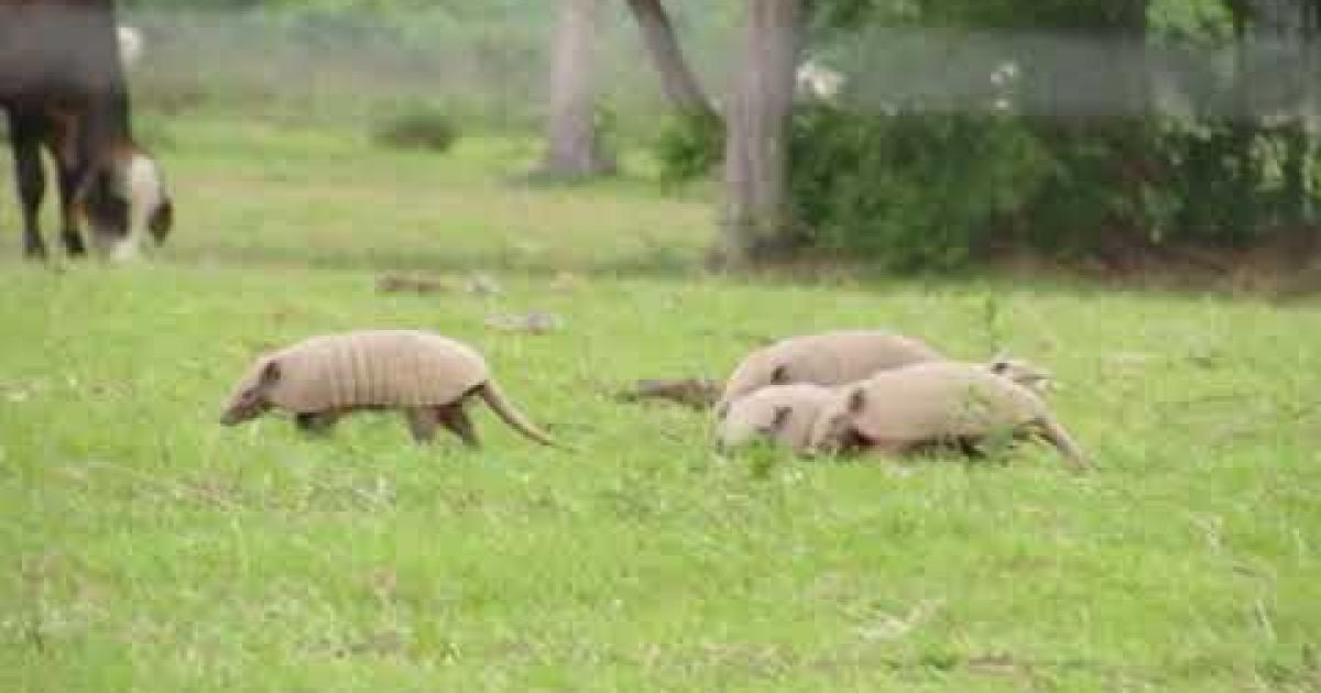 Tatus-peba #179165 - Biofaces - Bring Nature Closer