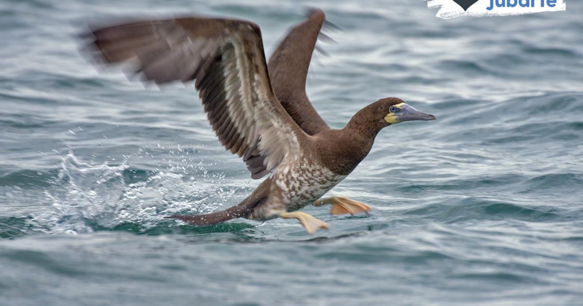 Atobá-pardo #179204 - Biofaces - Bring Nature Closer