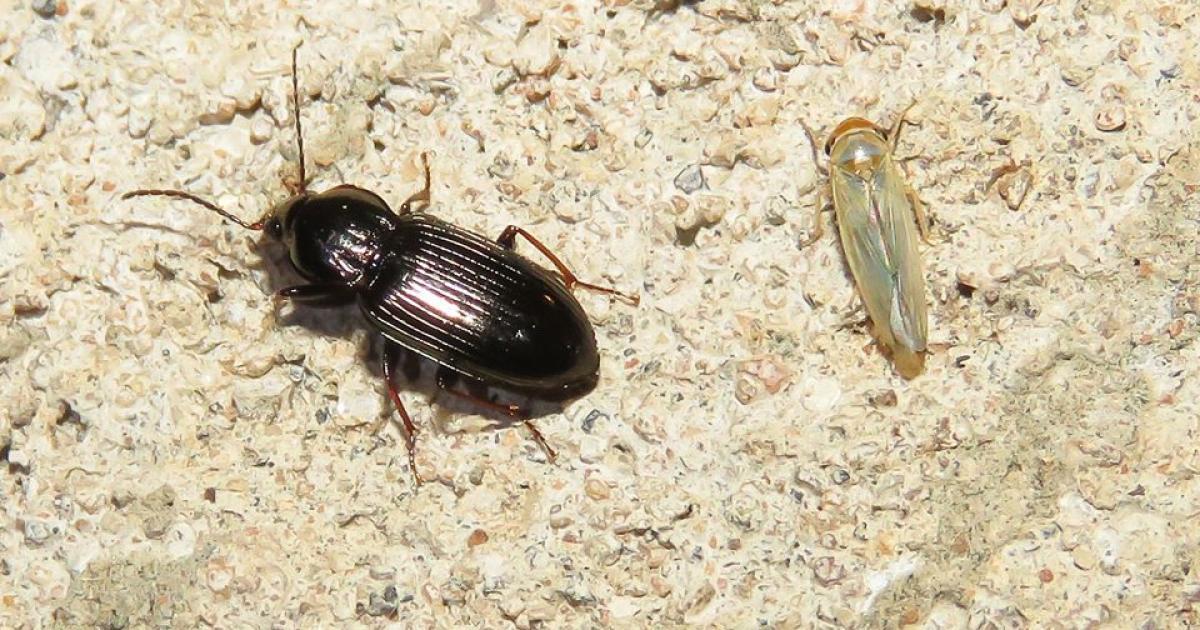 Abacetus #179345 - Biofaces - Bring Nature Closer