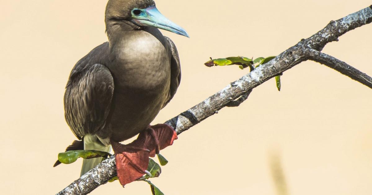 Atobá #179507 - Biofaces - Bring Nature Closer