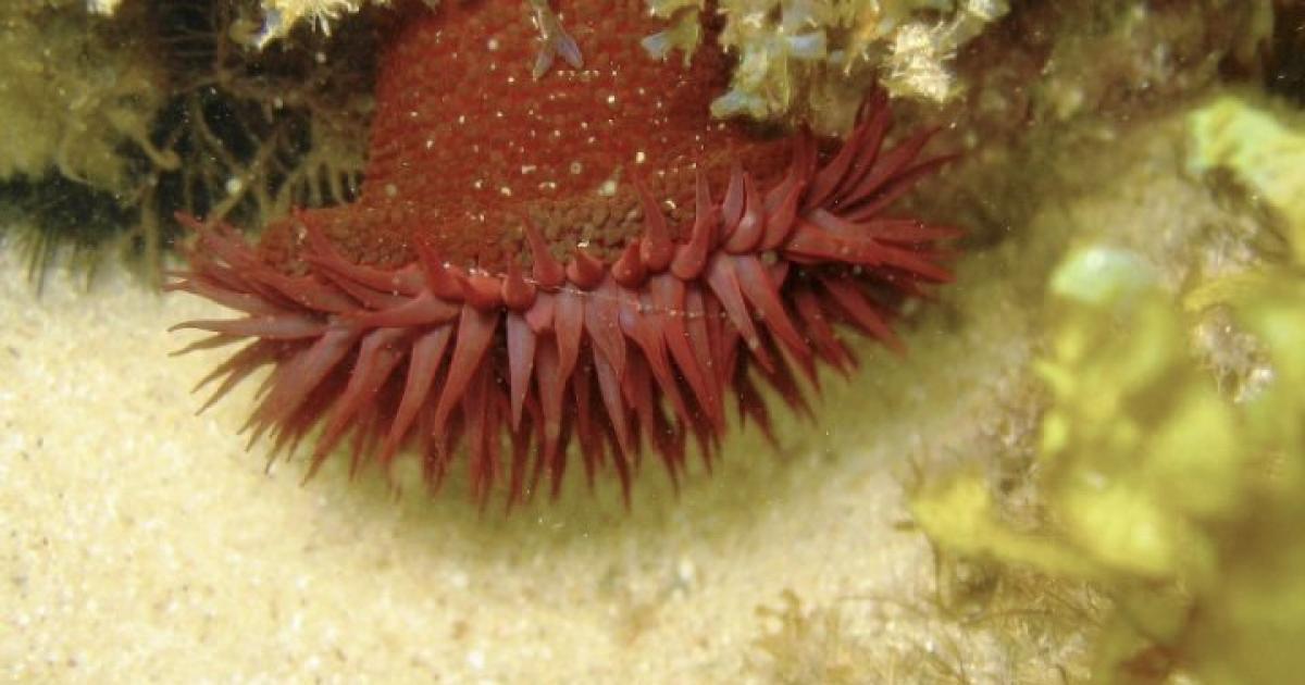 Anêmona #179798 - Biofaces - Bring Nature Closer