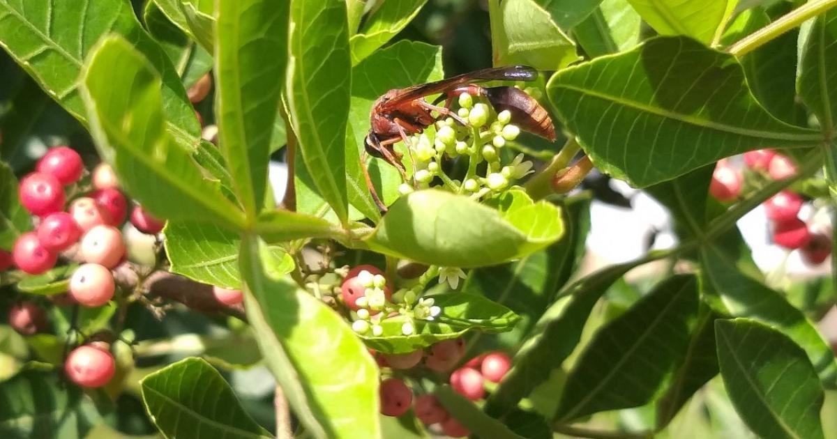 Zeta #180075 - Biofaces - Bring Nature Closer