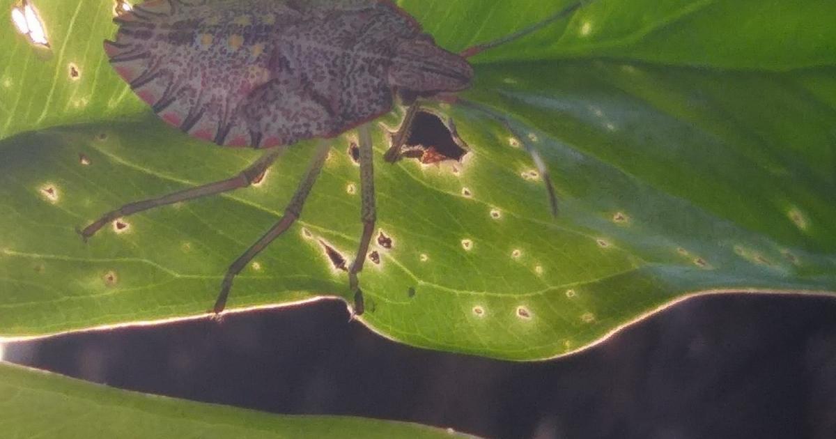 Percevejo #180090 - Biofaces - Bring Nature Closer