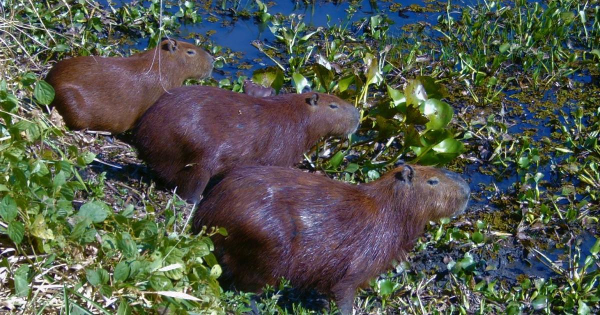 Hydrochoerus #180167 - Biofaces - Bring Nature Closer