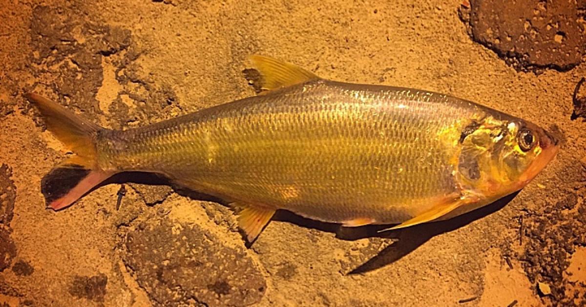 Apapá #180183 - Biofaces - Bring Nature Closer