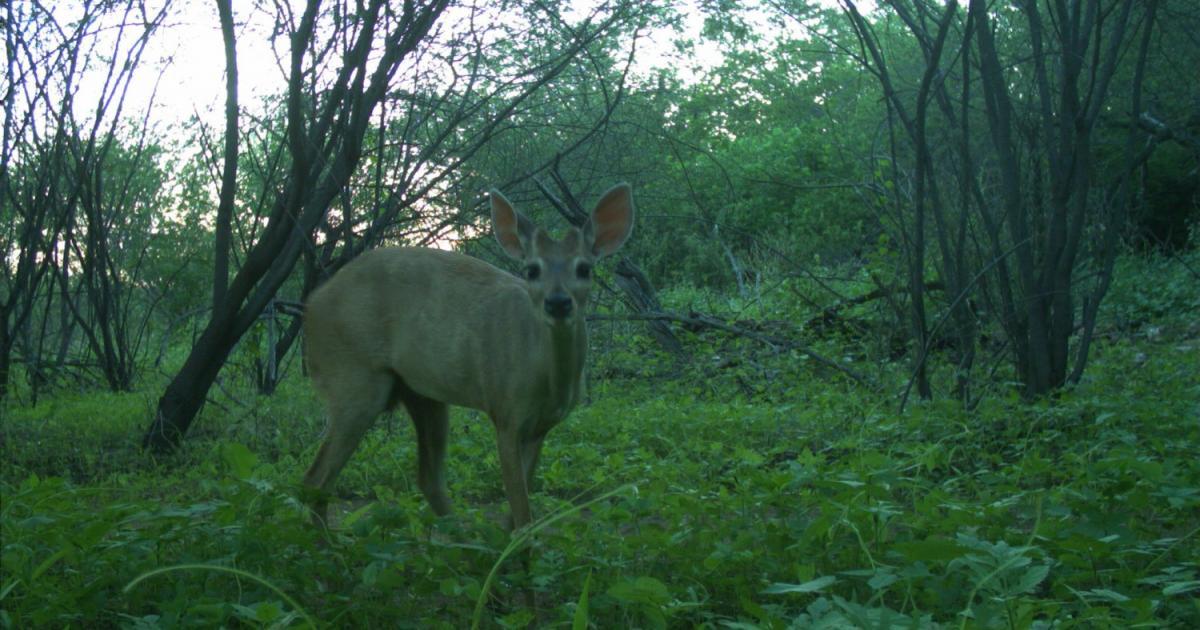 Gray-brocket #180235 - Biofaces - Bring Nature Closer