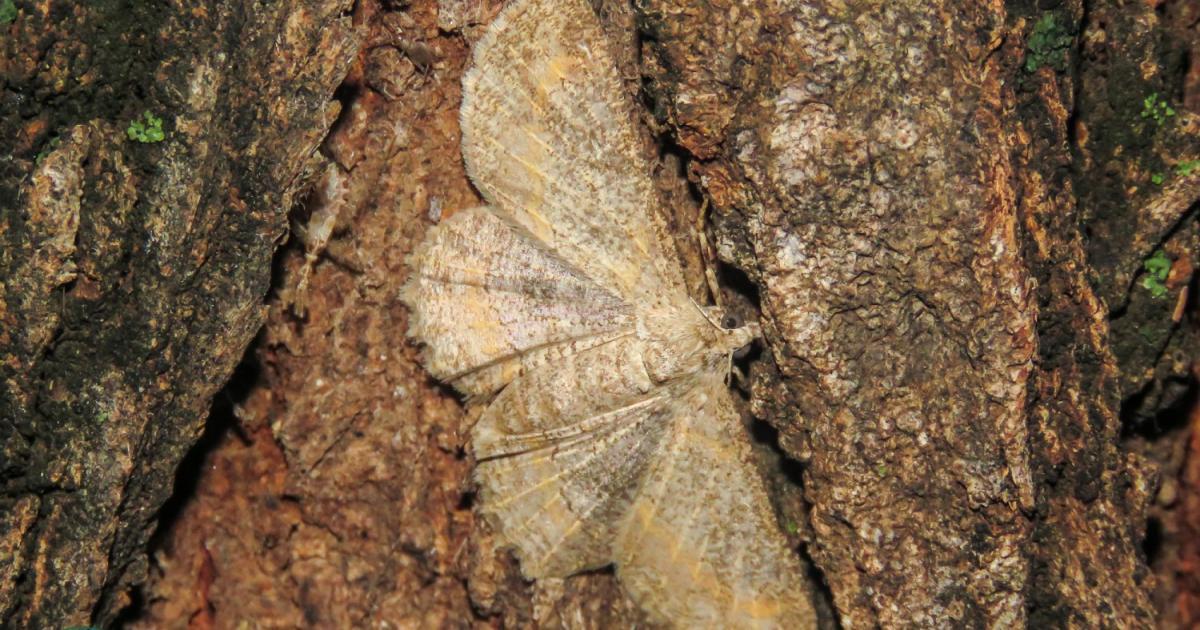 Zamarada #180377 - Biofaces - Bring Nature Closer