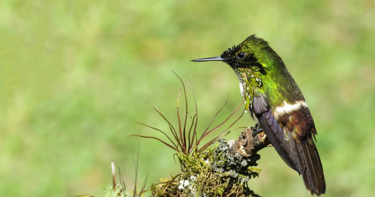 Topetinho-verde #180422 - Biofaces - Bring Nature Closer