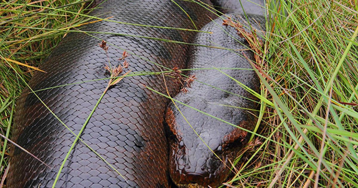Anaconda - Biofaces - Bring Nature Closer