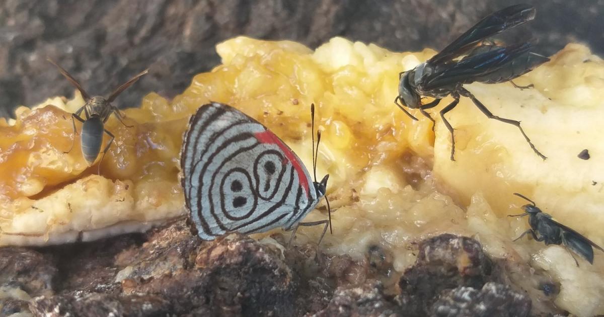 Diaethria #180453 - Biofaces - Bring Nature Closer