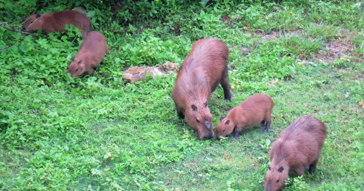 Capivara #180497 - Biofaces - Bring Nature Closer