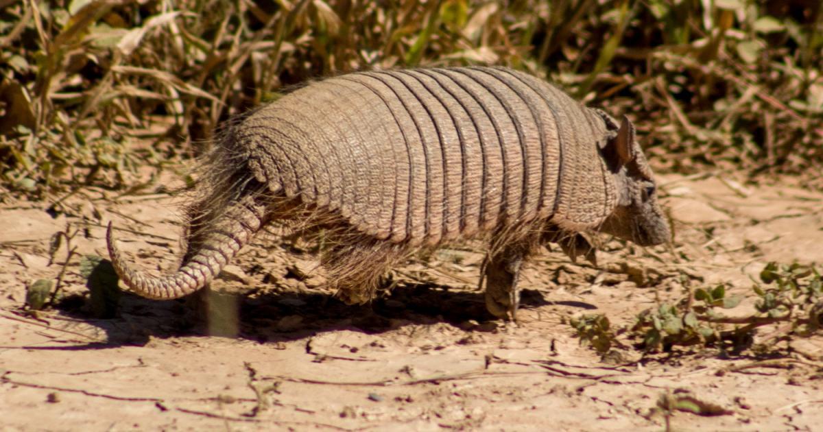 Tatu #180599 - Biofaces - Bring Nature Closer