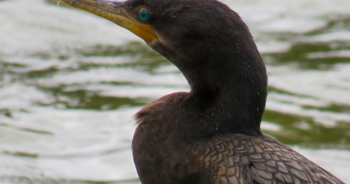 Biguá #180671 - Biofaces - Bring Nature Closer