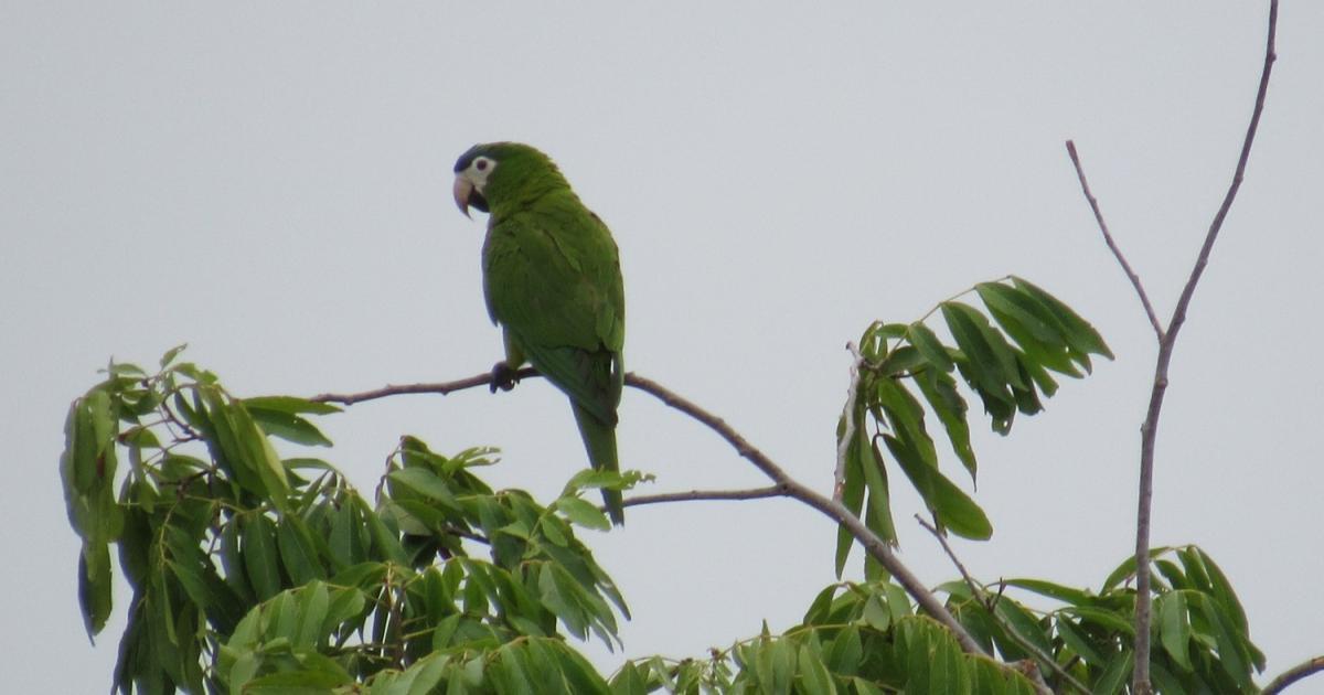 Pássaro #180893 - Biofaces - Bring Nature Closer