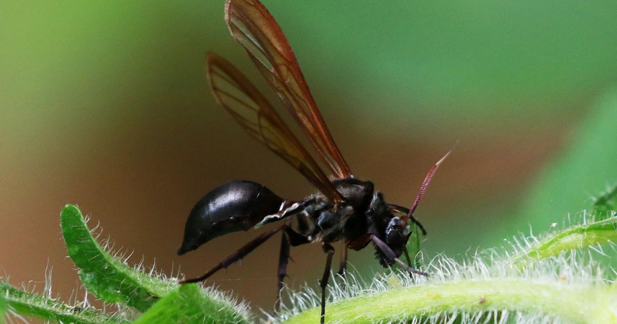 MARIMBONDO #181022 - Biofaces - Bring Nature Closer