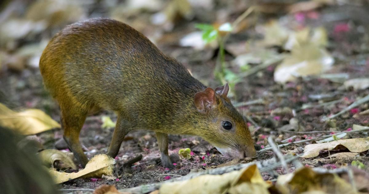 Cutia #181105 - Biofaces - Bring Nature Closer