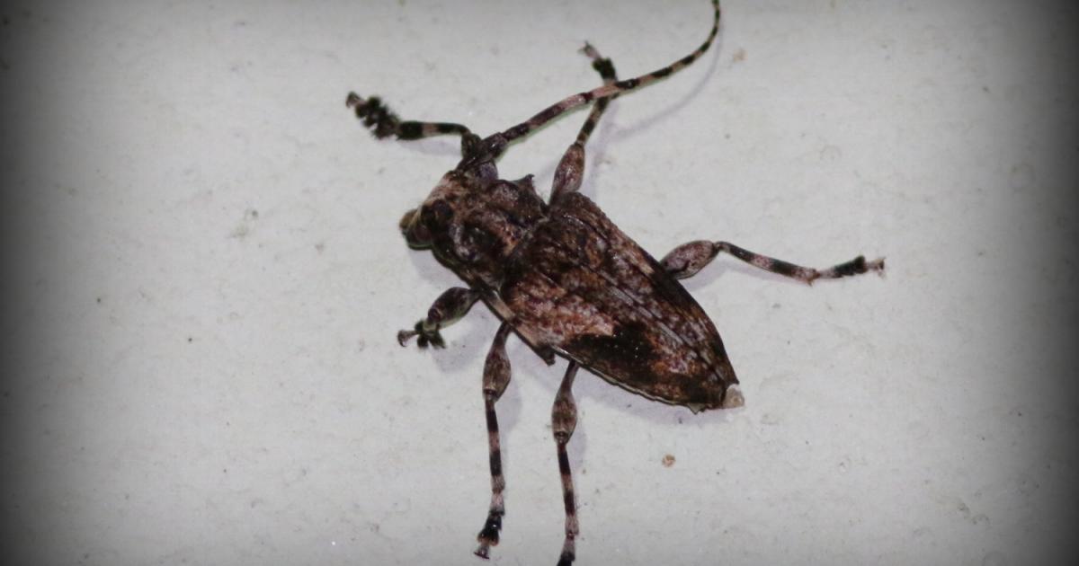 Besouro #181128 - Biofaces - Bring Nature Closer