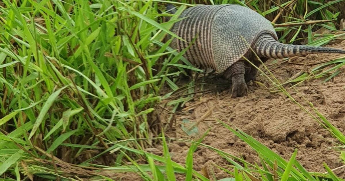 Tatu #181203 - Biofaces - Bring Nature Closer