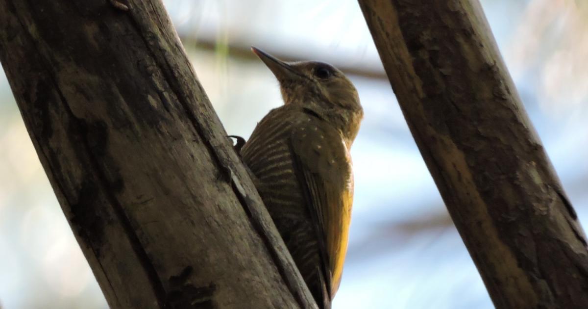 Pica-pau-pequeno #181441 - Biofaces - Bring Nature Closer