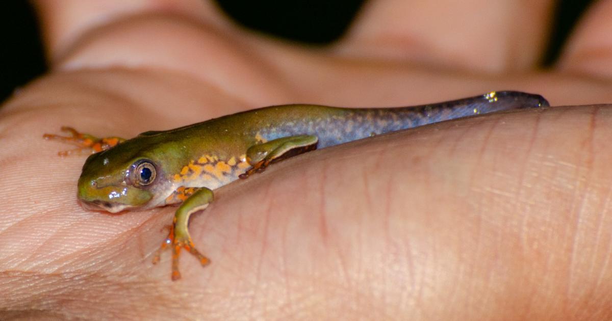 Pithecopus #181707 - Biofaces - Bring Nature Closer