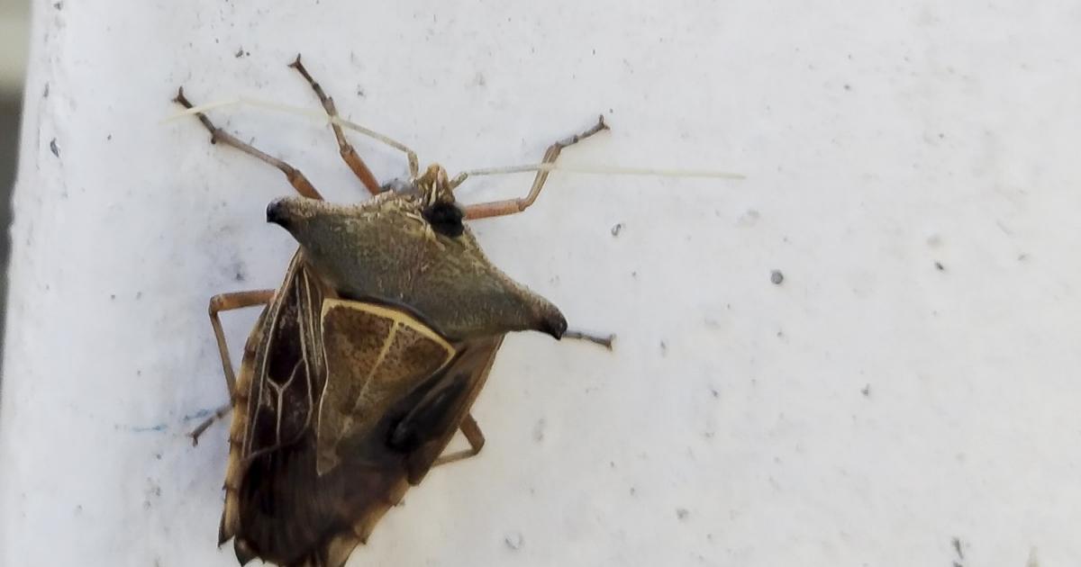 Percevejo-maria-fedida #181760 - Biofaces - Bring Nature Closer