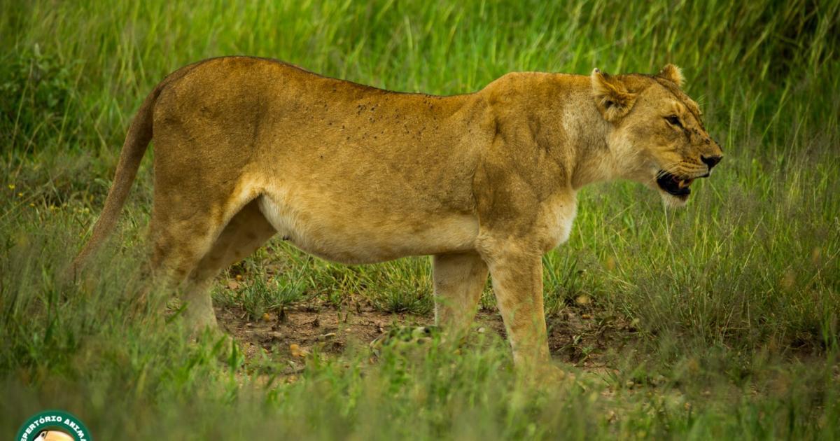 Panthera #181960 - Biofaces - Bring Nature Closer