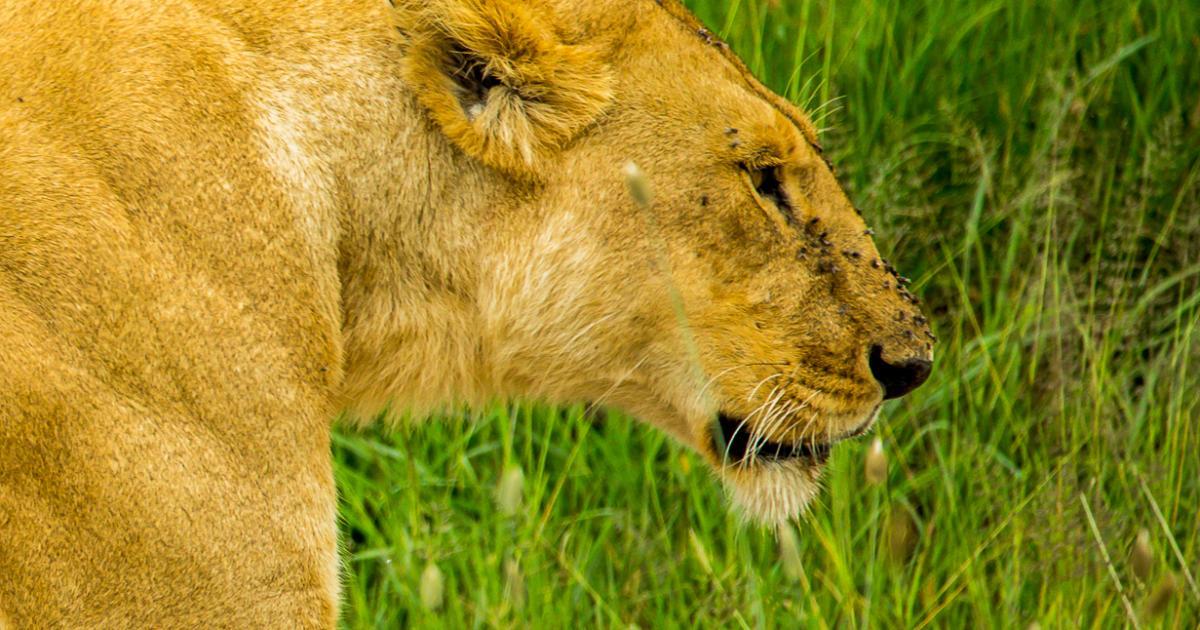 Panthera #181962 - Biofaces - Bring Nature Closer