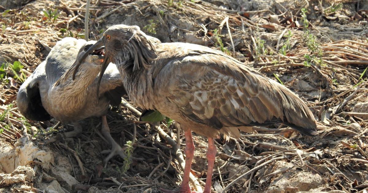 curicaca-real #182021 - Biofaces - Bring Nature Closer