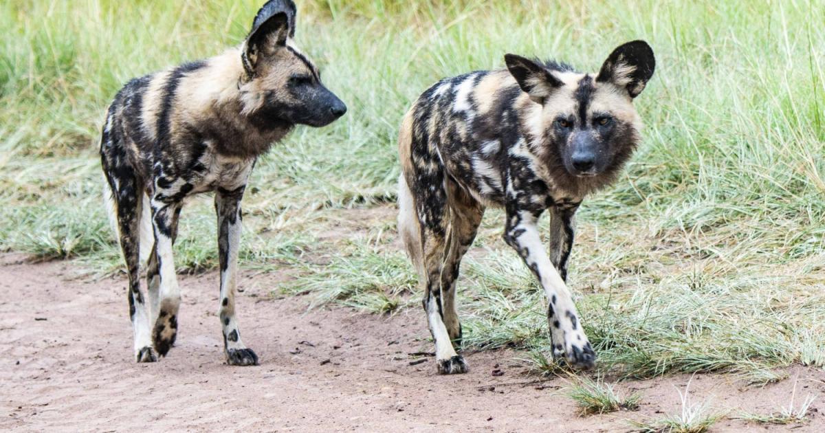 Mabecos #182033 - Biofaces - Bring Nature Closer