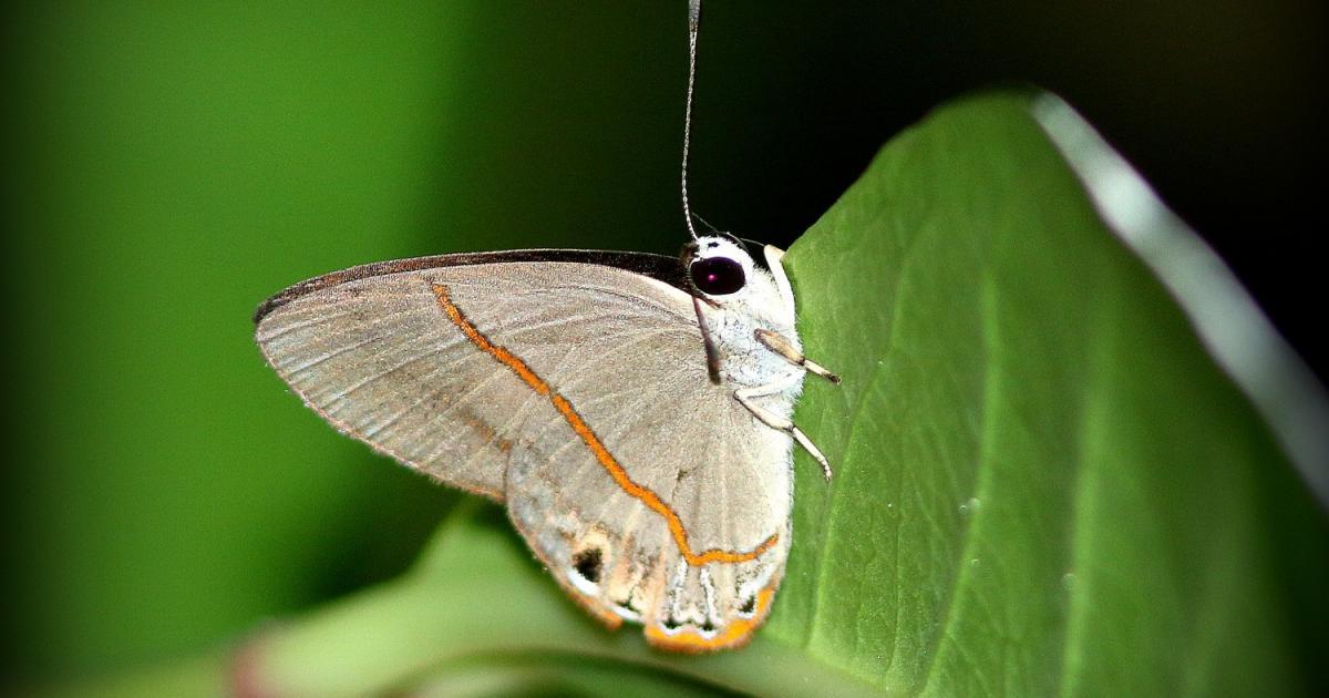 Borboleta #182040 - Biofaces - Bring Nature Closer