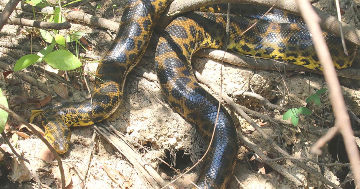 Sucuri-amarela #182276 - Biofaces - Bring Nature Closer