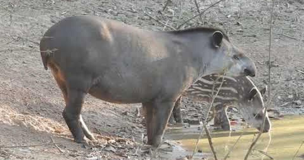 anta #182348 - Biofaces - Bring Nature Closer