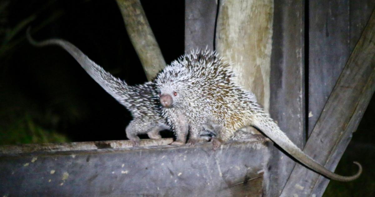 Ouriço-cacheiro #182687 - Biofaces - Bring Nature Closer