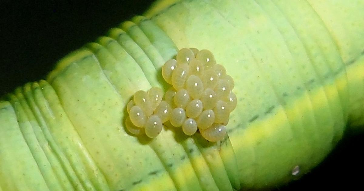 Euplectrus #182788 - Biofaces - Bring Nature Closer