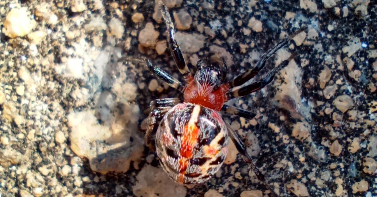 Alpaida #183065 - Biofaces - Bring Nature Closer