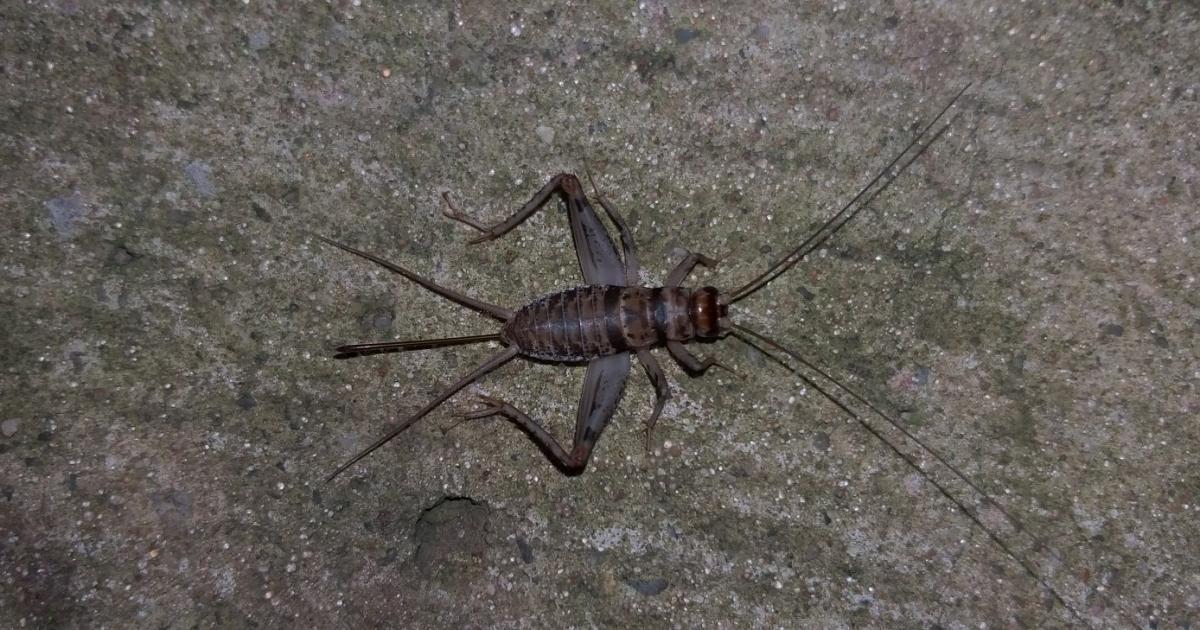 Grilo-doméstico #183322 - Biofaces - Bring Nature Closer