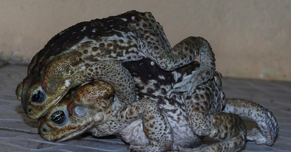 Que Estrutura Ajuda O Sapo Cururu A Se Locomover - FDPLEARN