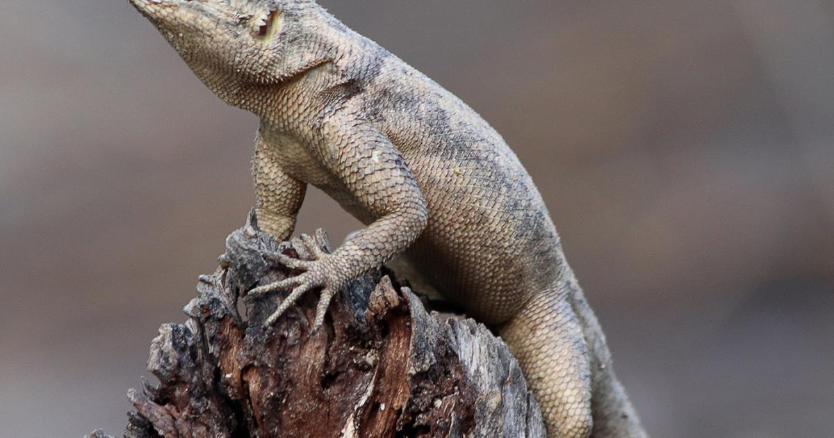 Catenga #183607 - Biofaces - Bring Nature Closer