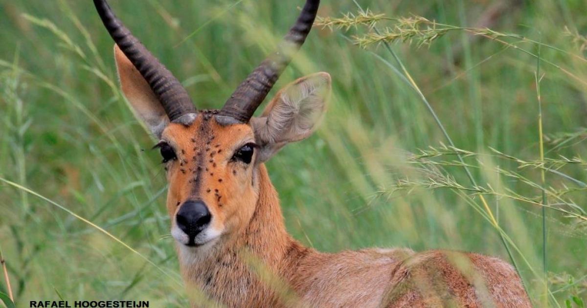 Impala #183672 - Biofaces - Bring Nature Closer