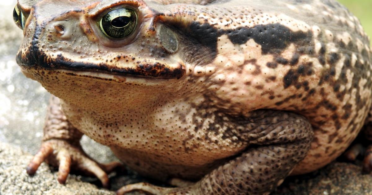 SAPO-CURURU #183805 - Biofaces - Bring Nature Closer