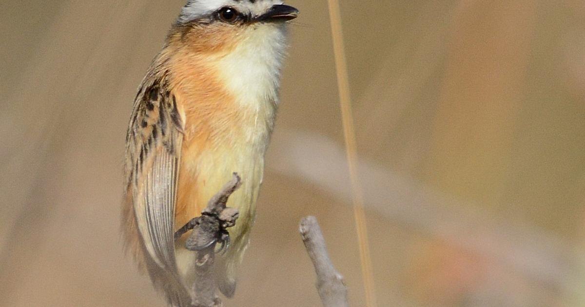 Papa-mosca-do-campo #184109 - Biofaces - Bring Nature Closer